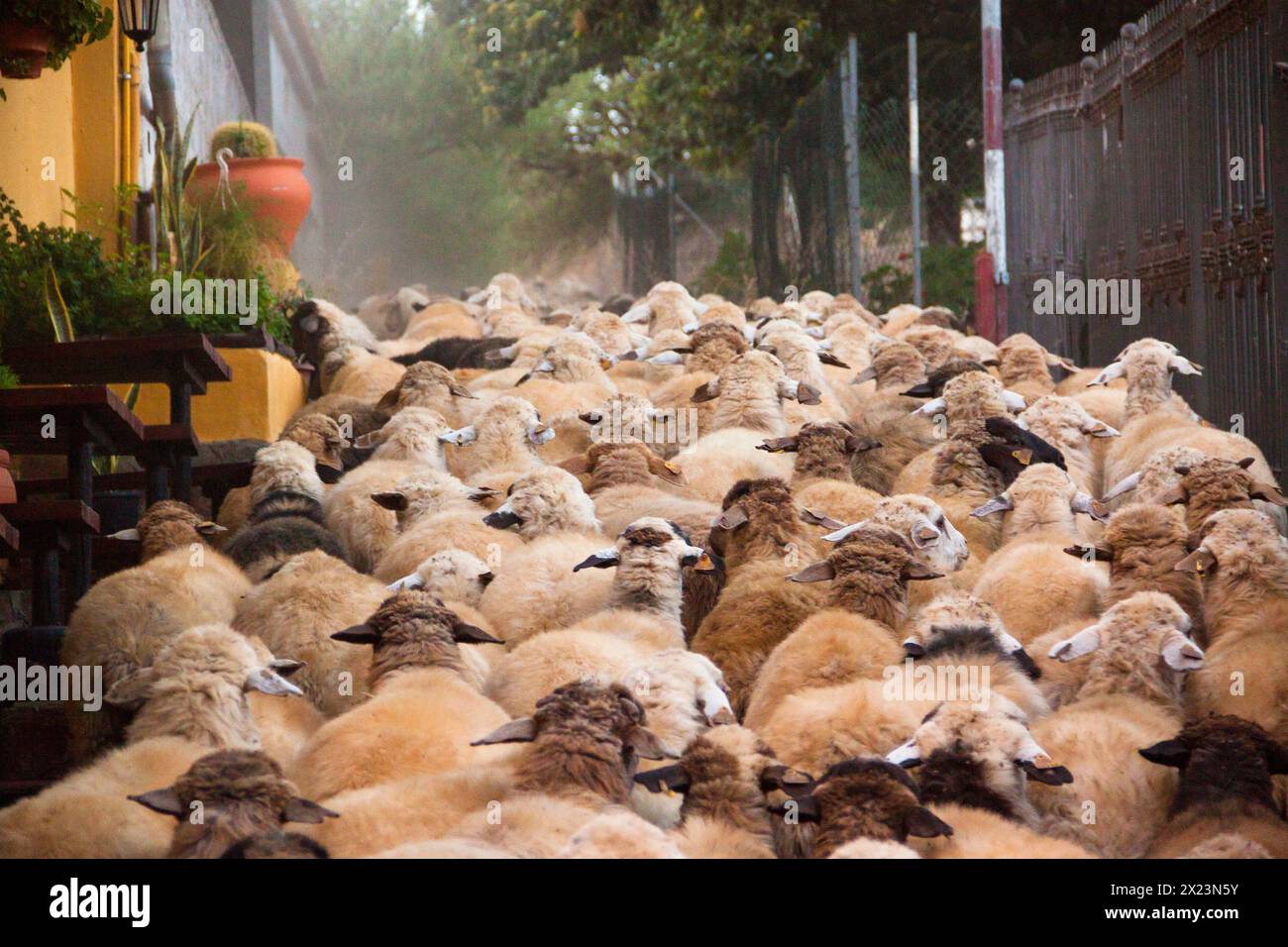 Trashumancia de ovejas hi-res stock photography and images - Alamy