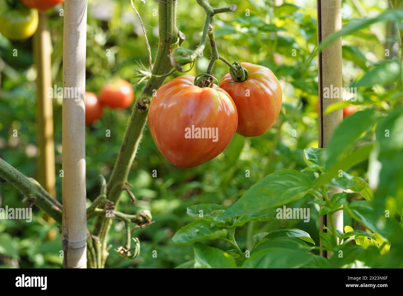 Two big orange fleshy of beefsteak tomatoes growing on a stem. On the ...