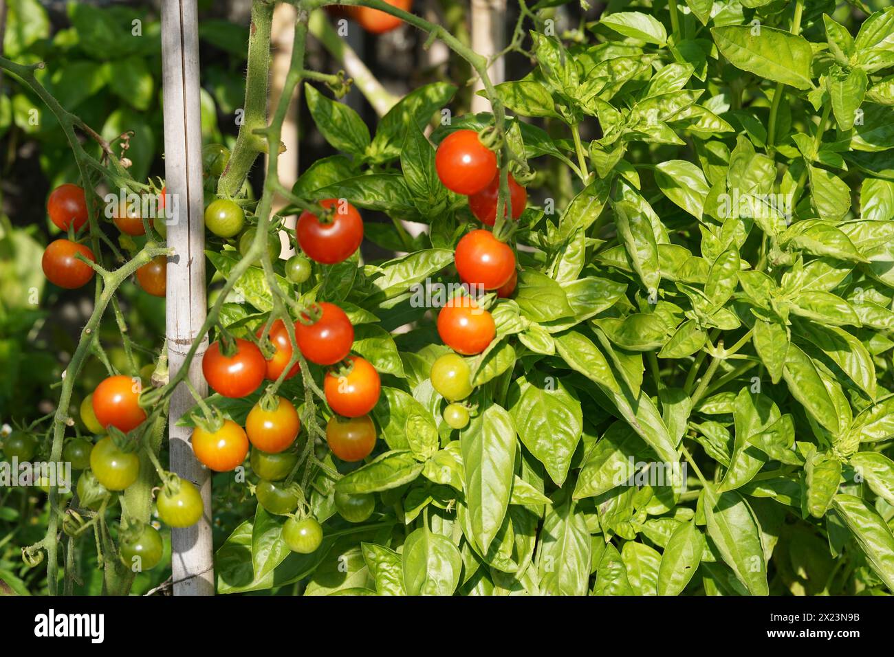 Salat balcony hi-res stock photography and images - Alamy