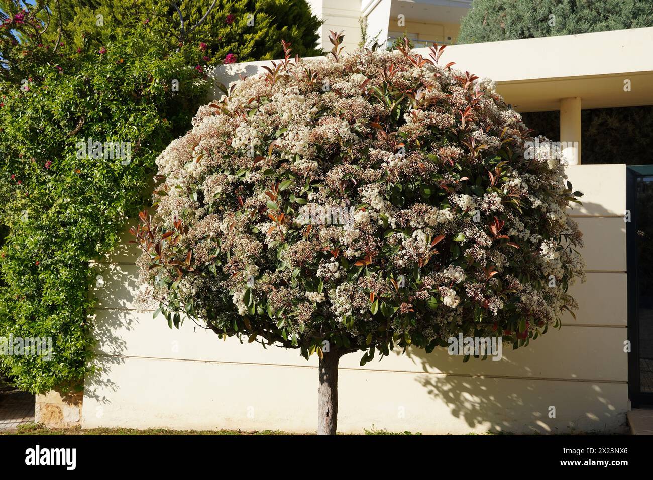 A blooming photinia fraseri red robin tree with red and green leaves ...