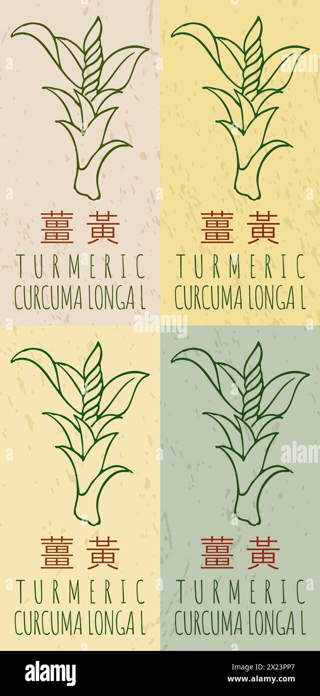 Set of vector drawing TURMERIC in Chinese in various colors. Hand drawn ...