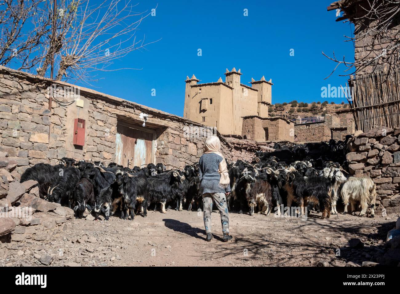 The goat herd hi-res stock photography and images - Alamy