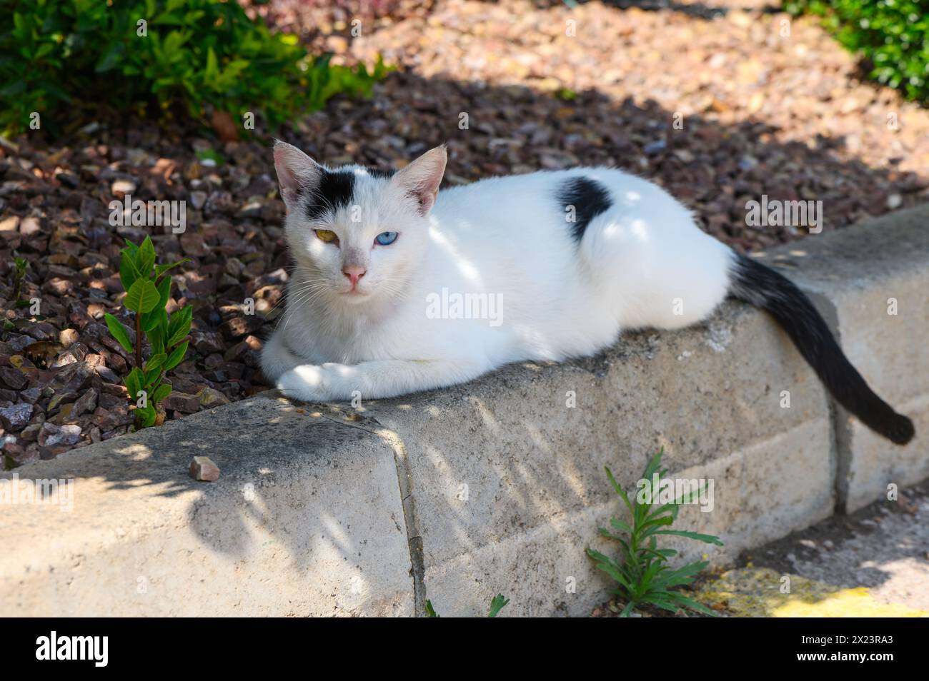 portrait of a cat with multi-colored eyes lies under a tree Stock Photo ...