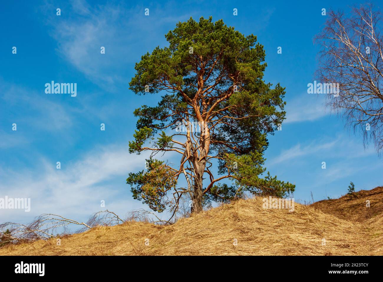 Spreading green crown of a pine tree growing on a hill Stock Photo - Alamy