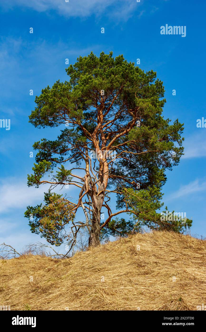 Crown of a pine tree hi-res stock photography and images - Alamy