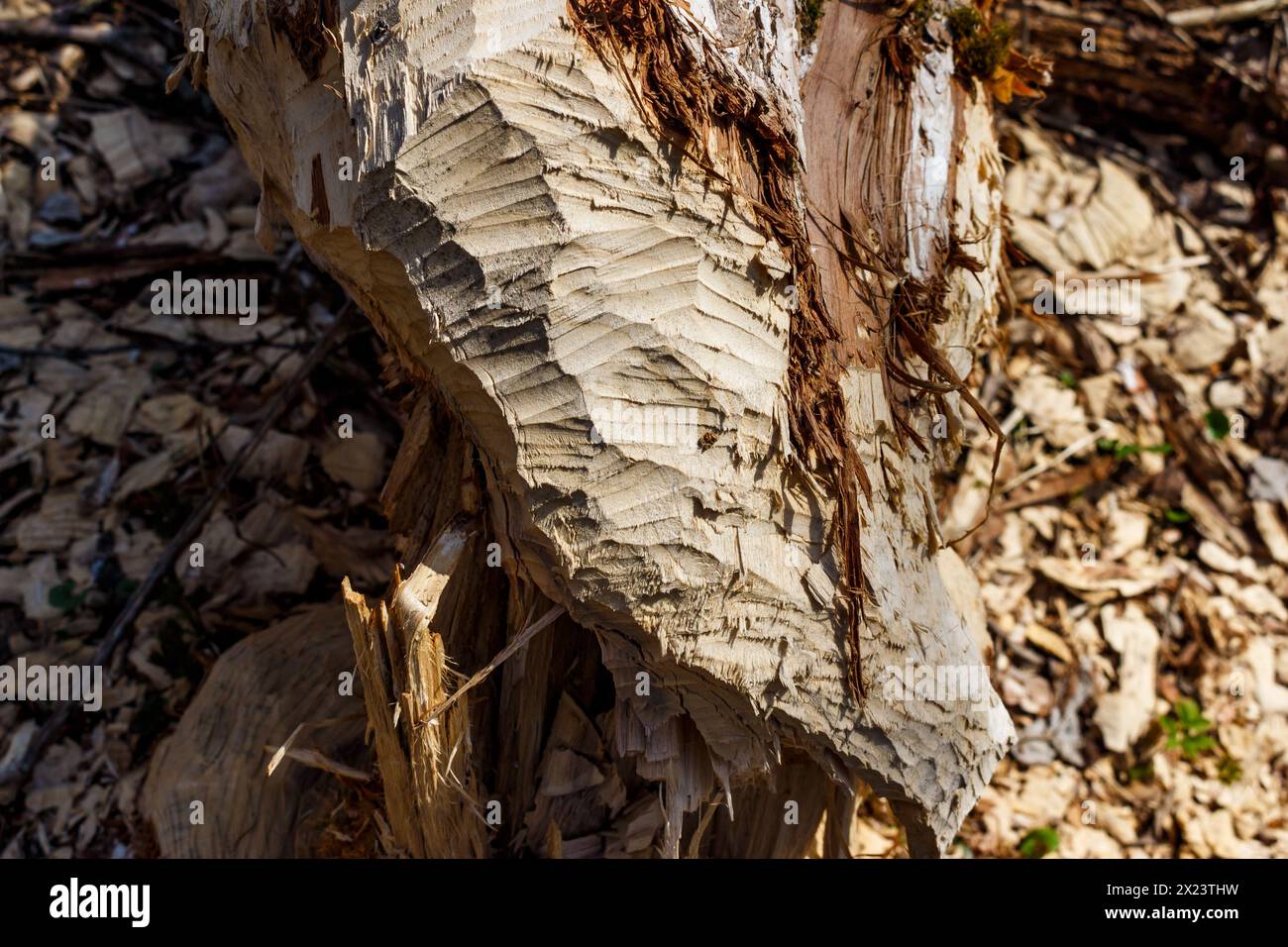 Traces of sharp beaver teeth left on a chewed tree Stock Photo - Alamy