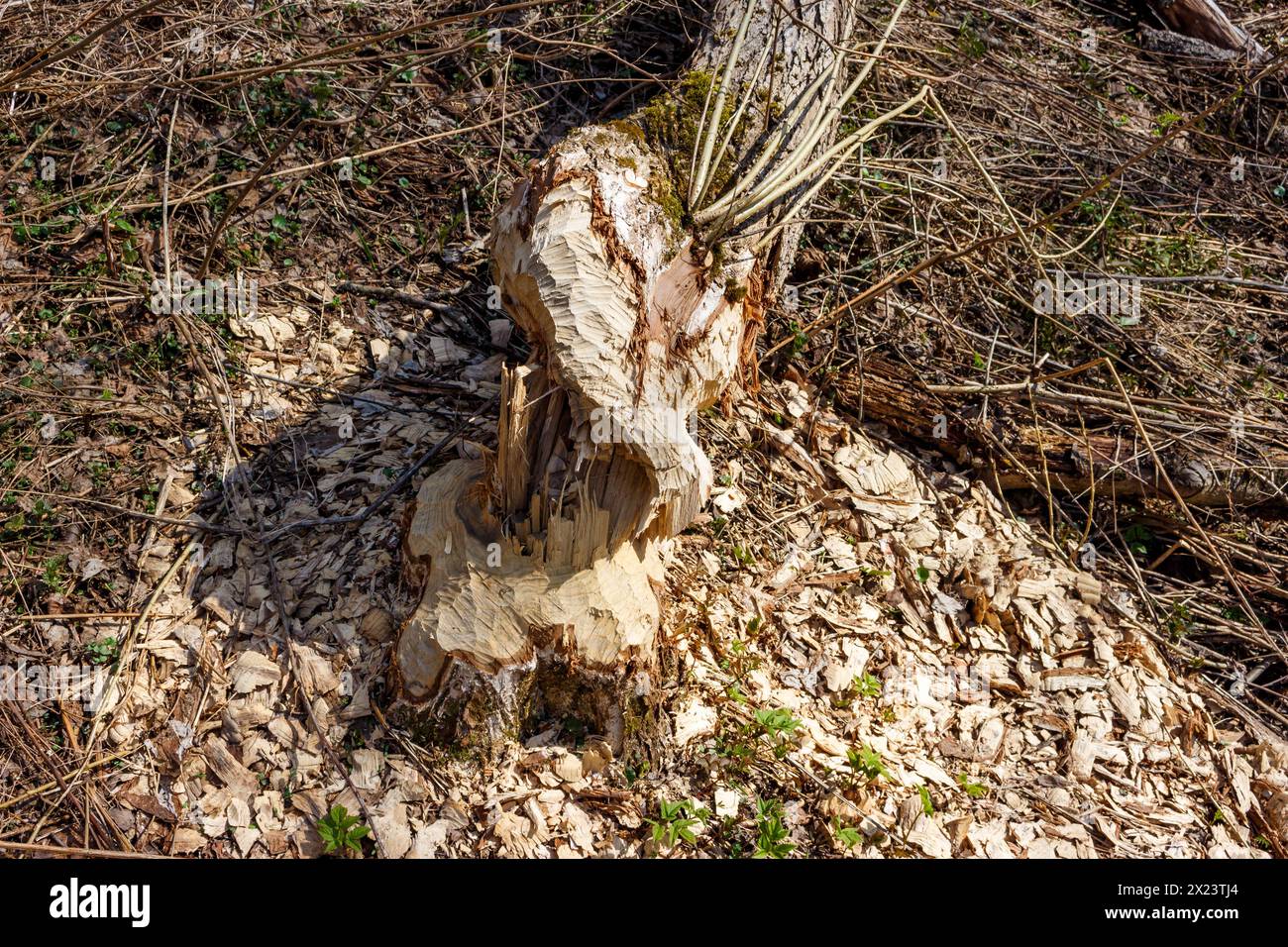 A tree in the wild, chewed in half by the powerful teeth of beavers ...