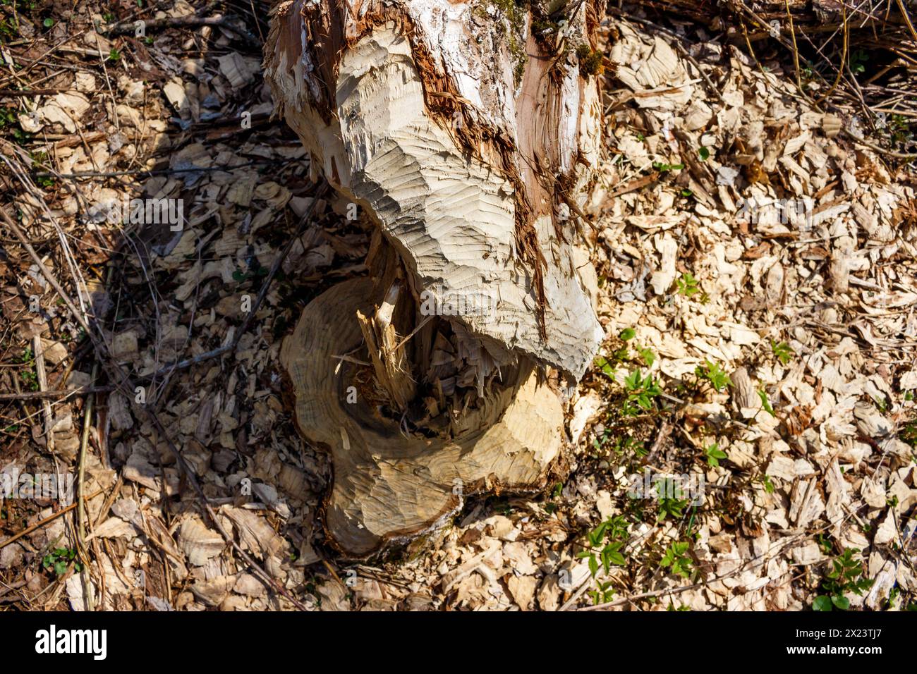 A tree in the wild, chewed in half by the powerful teeth of beavers ...