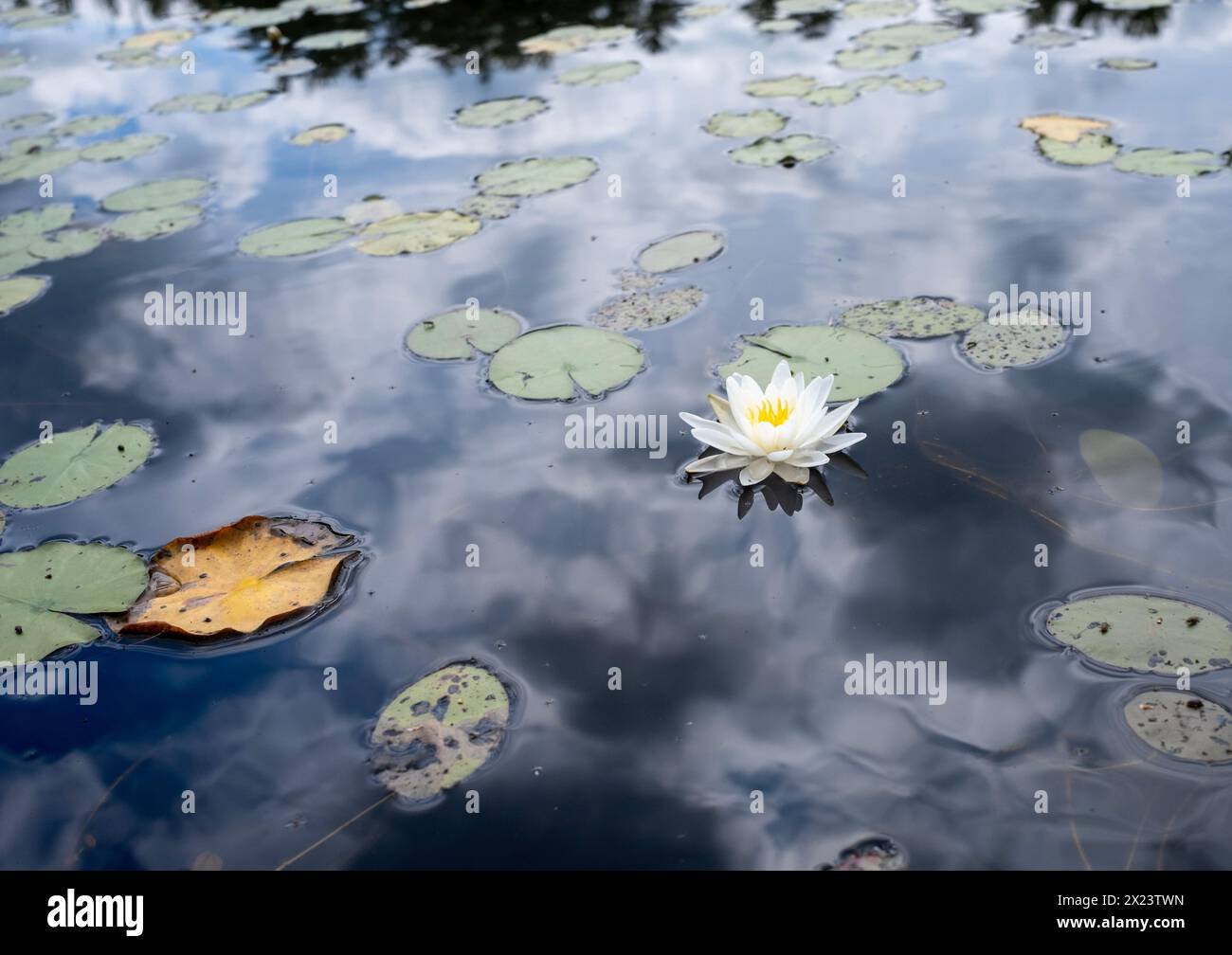 Common North American White Water Lilly, Nymphaea odorata Stock Photo ...