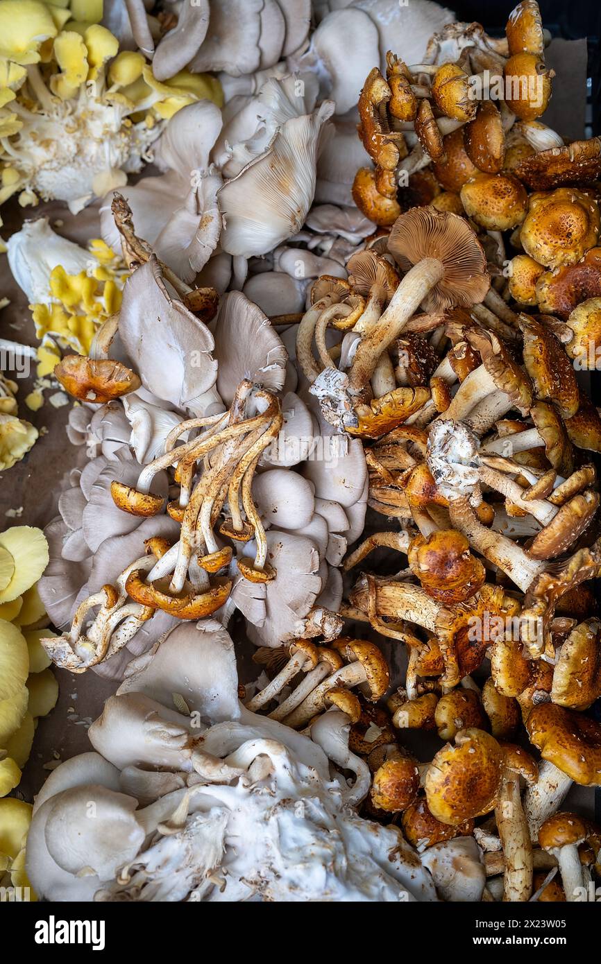 Mushrooms display variety selection hi-res stock photography and images ...