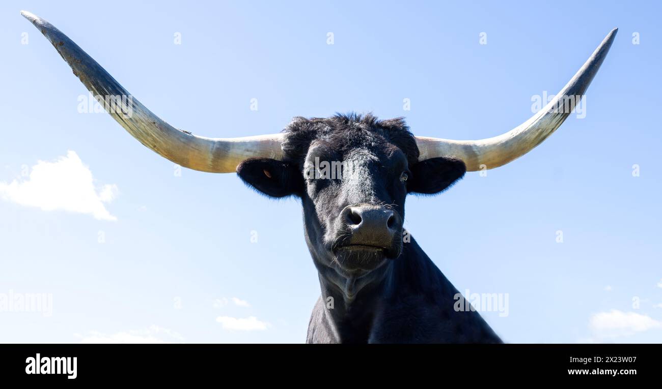 Longhorn Cow stands proudly for a portrait Stock Photo - Alamy