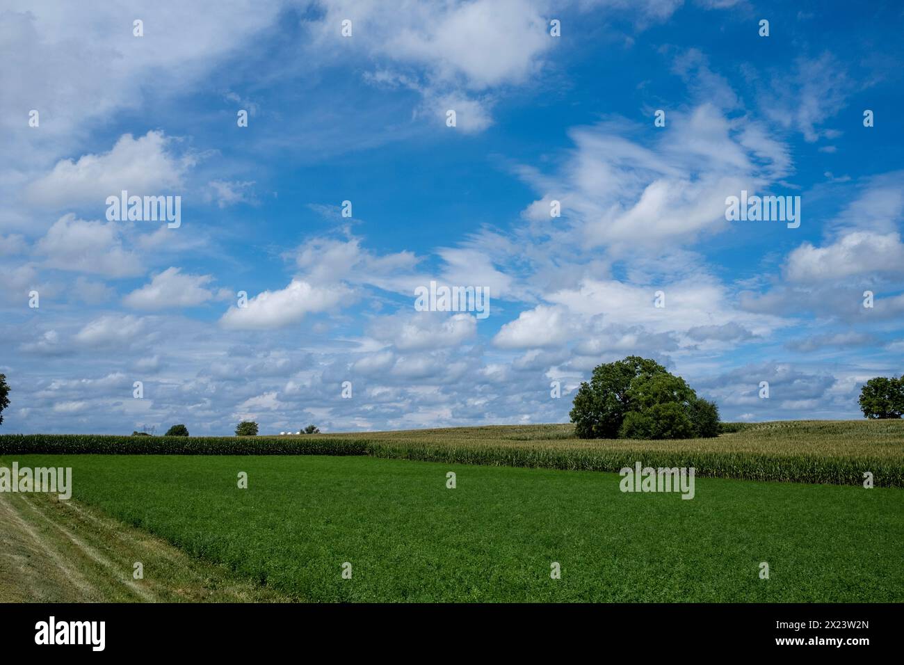 Alfalfa and Corn Fields in Lancaster County, PA Stock Photo - Alamy