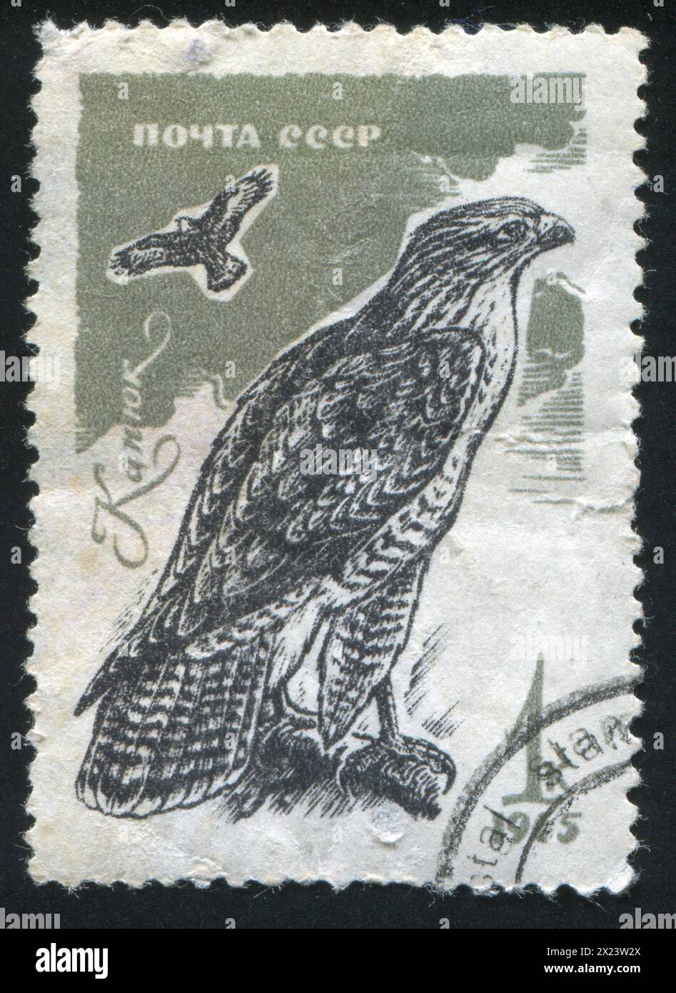 RUSSIA - CIRCA 1965: stamp printed by Russia, shows Buzzard, circa 1965 ...