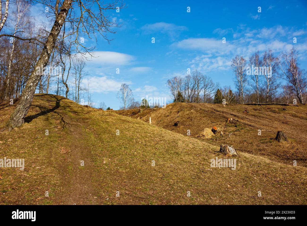 Slope with protruding stumps left after cutting down trees Stock Photo ...