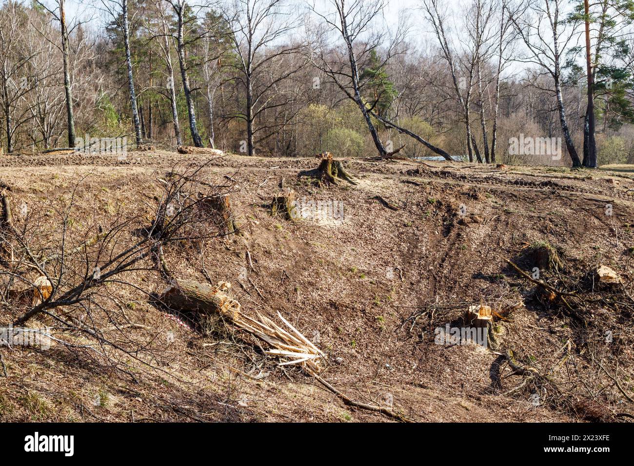 Slope with protruding stumps left after cutting down trees Stock Photo ...