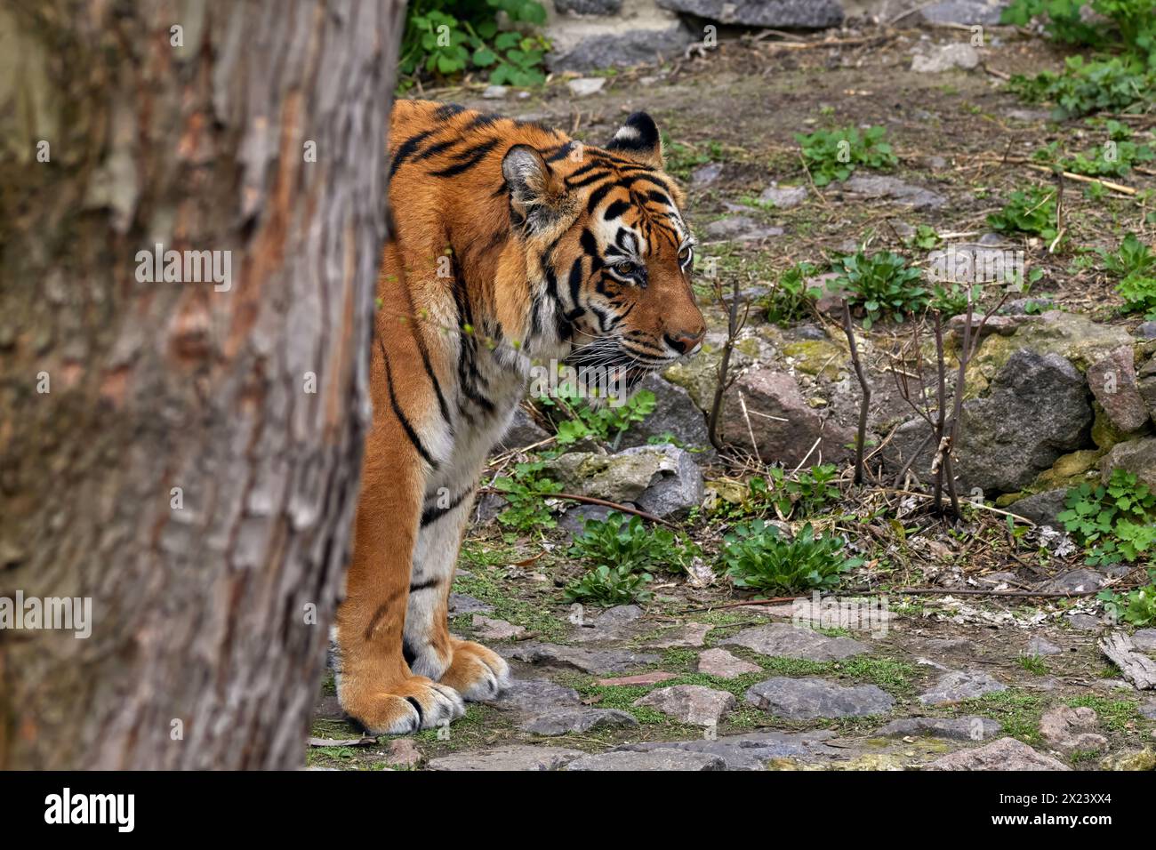Tiger peeking from behind tree hi-res stock photography and images - Alamy