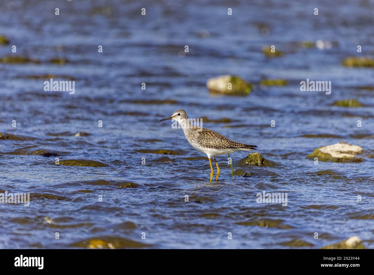 Lesser Yellowleg (Tringa flavipes) on the river Stock Photo - Alamy
