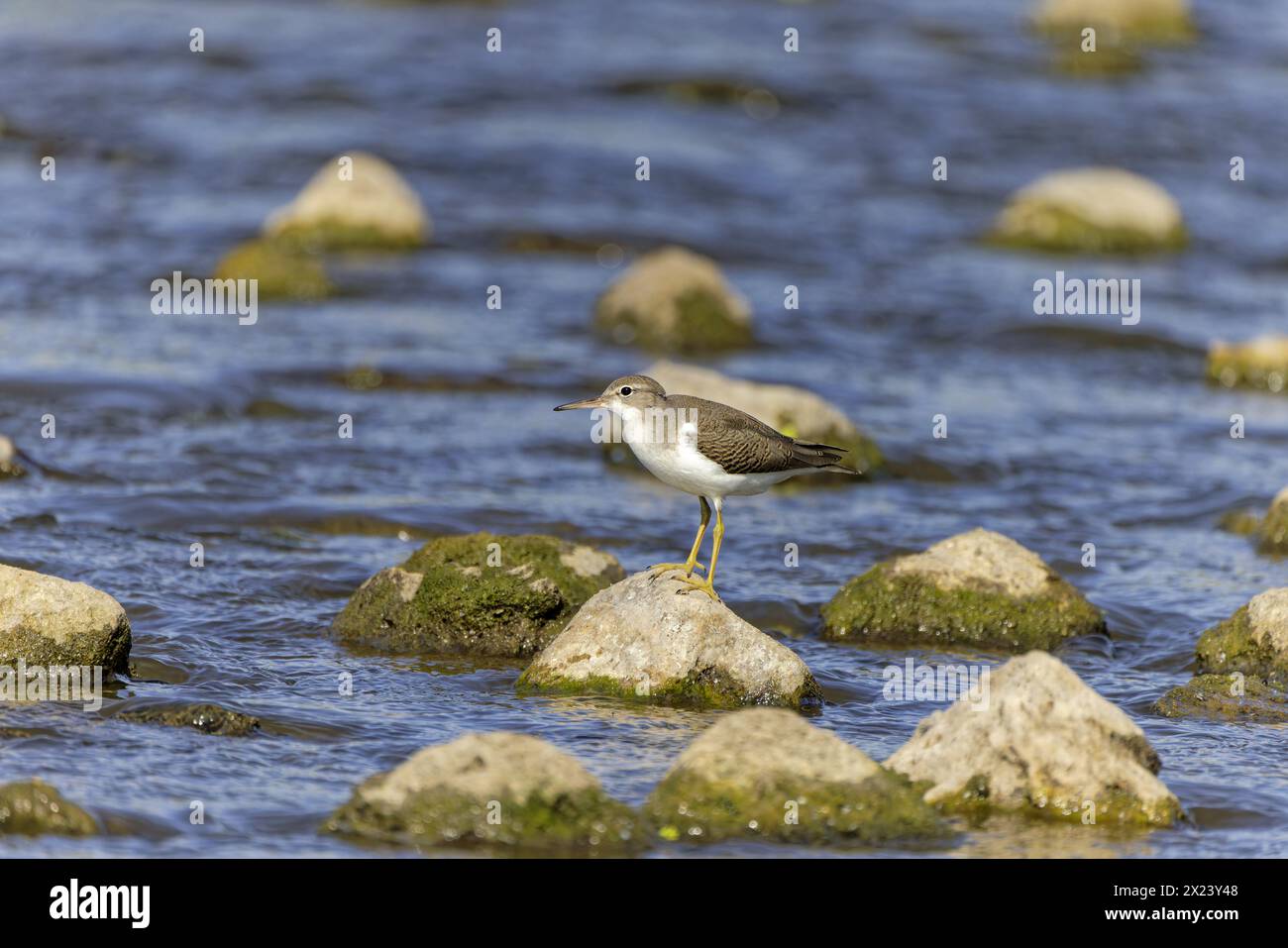 Lesser Yellowleg (Tringa flavipes) on the river Stock Photo - Alamy