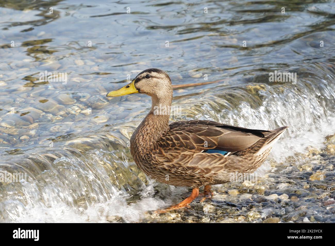 Wild duck or mallard, in Latin called Anas platyrhynchos female bird is ...