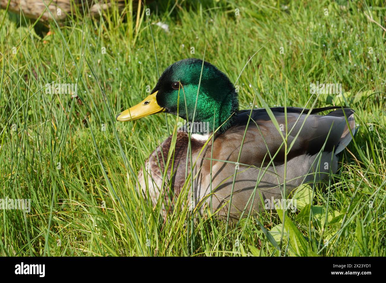 Male mallard duck captured hi-res stock photography and images - Alamy