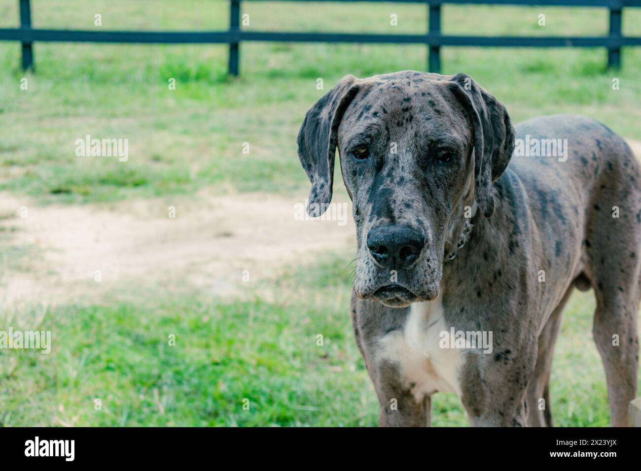 Retrato gran danés hi-res stock photography and images - Alamy