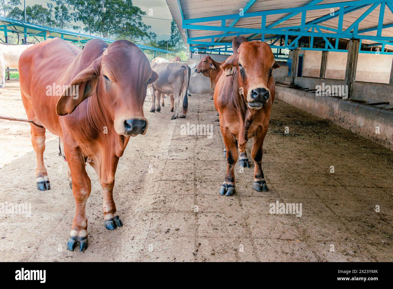 breeding males of red Brahman breed looking at camera in stable Stock ...