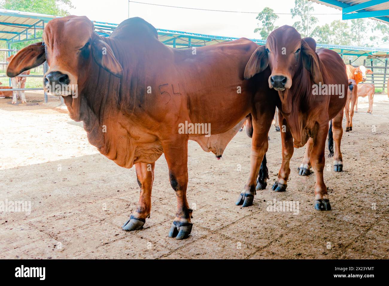 breeding males of red Brahman breed looking at camera in stable Stock ...
