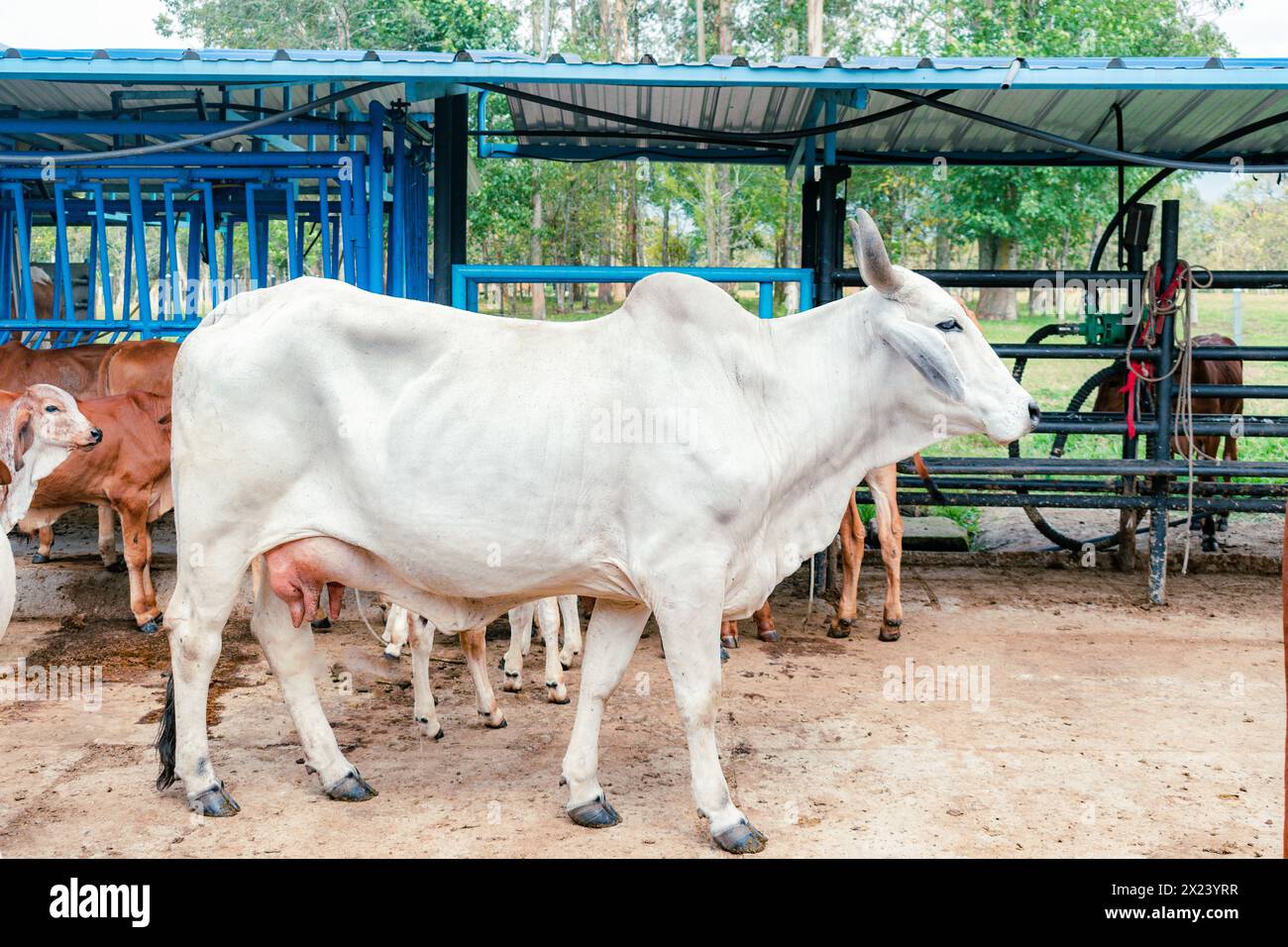 Brahman brahma breed zebu cattle hi-res stock photography and images ...