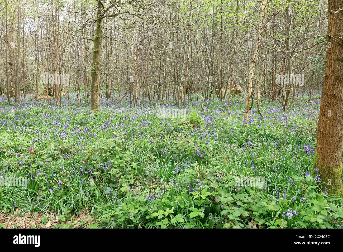 Clusters of tall thin trees surrounded by bluebells and long grass in ...