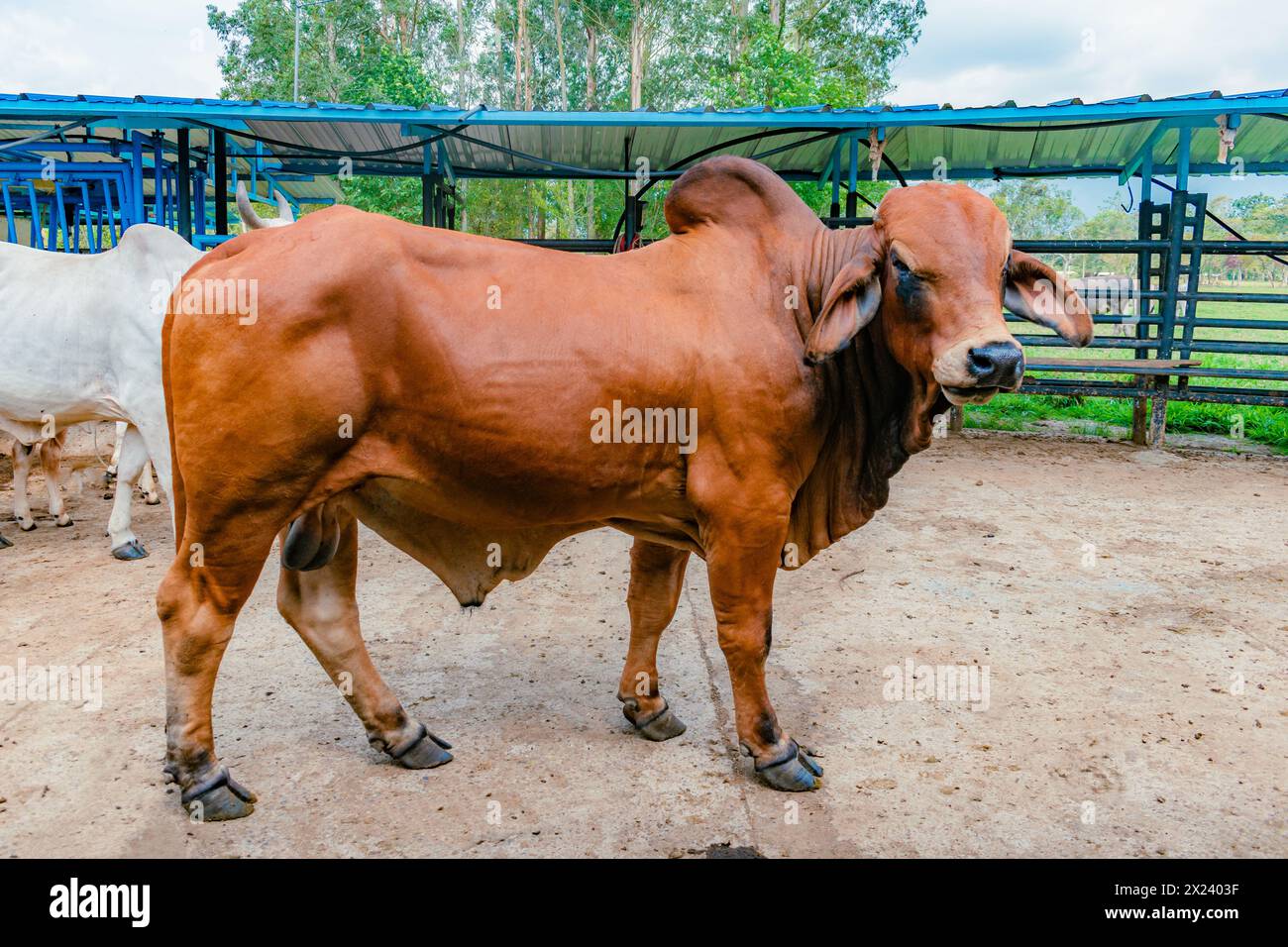 side view of breeding bull of red Brahman breed in a stable Stock Photo ...