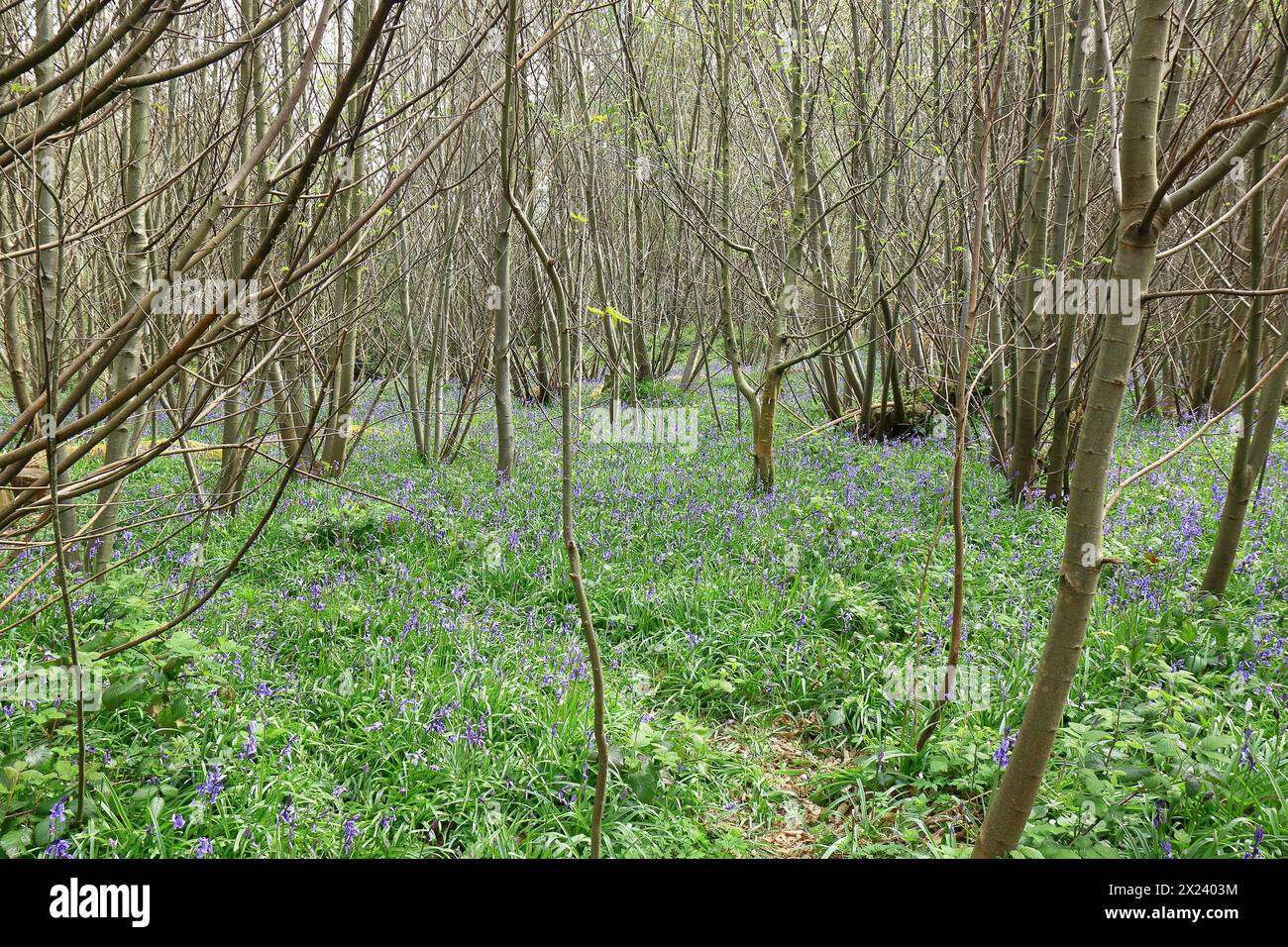 Bluebells grass and a mess of tangled tres in Trosley woods Stock Photo ...