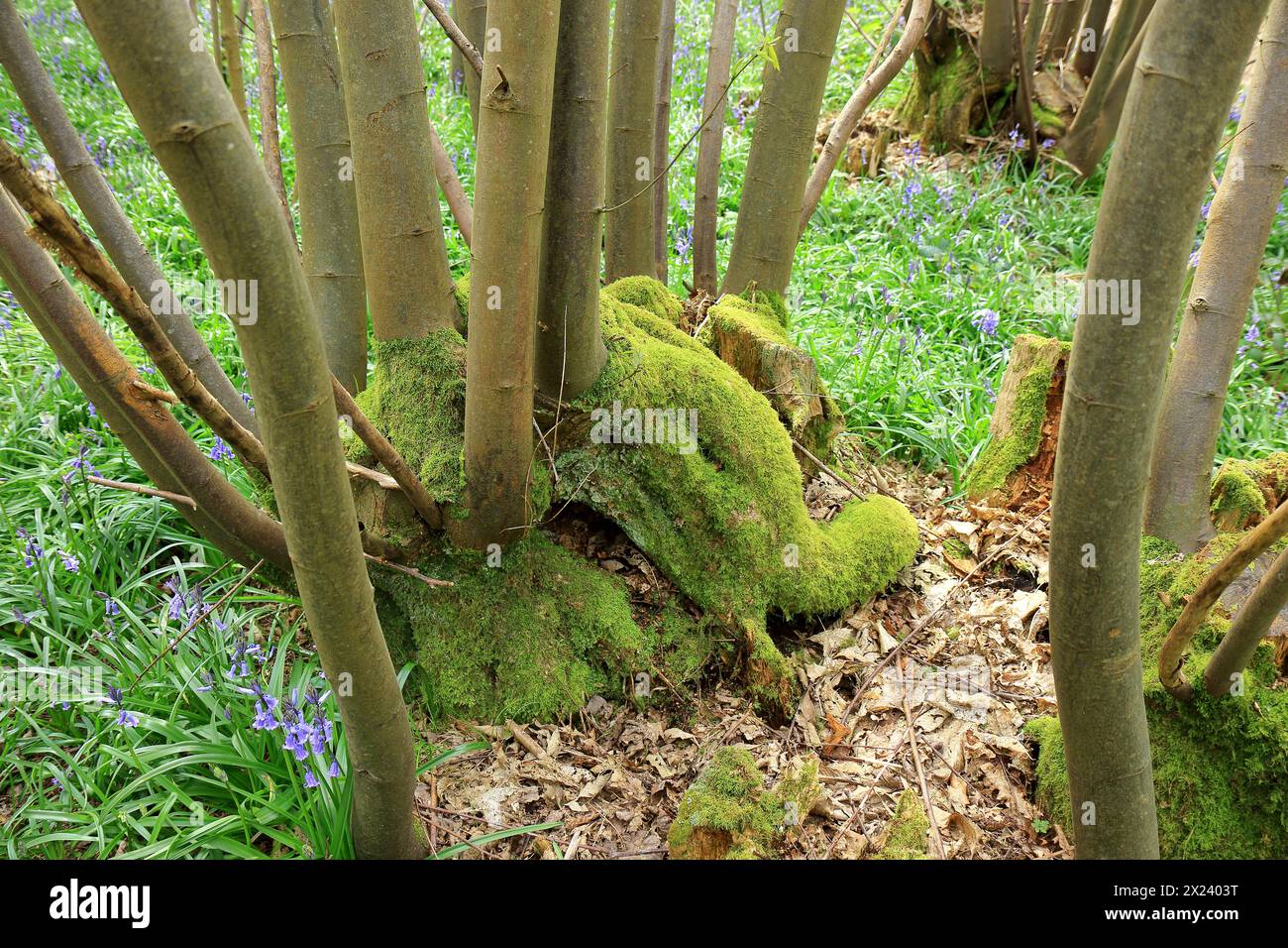 The base of a tree covered in Moss and surrounded by bluebells Stock ...