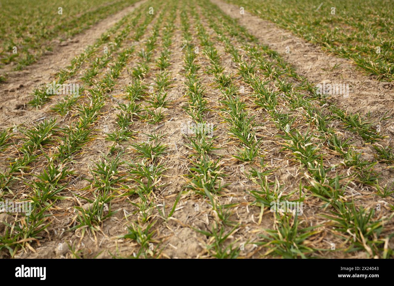 Agriculture field with rows of grass growing, creating a lush ...