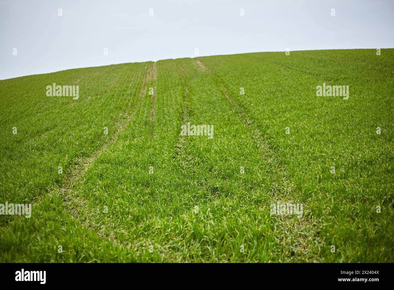 Winter wheat field in spring Stock Photo - Alamy