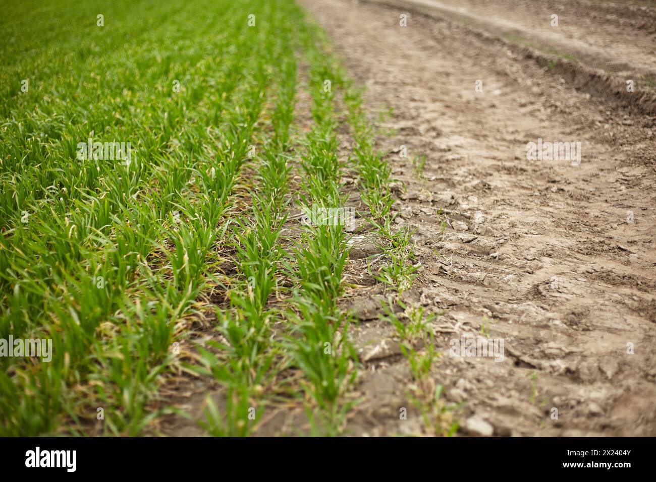 Early shoots of young wheat Stock Photo - Alamy