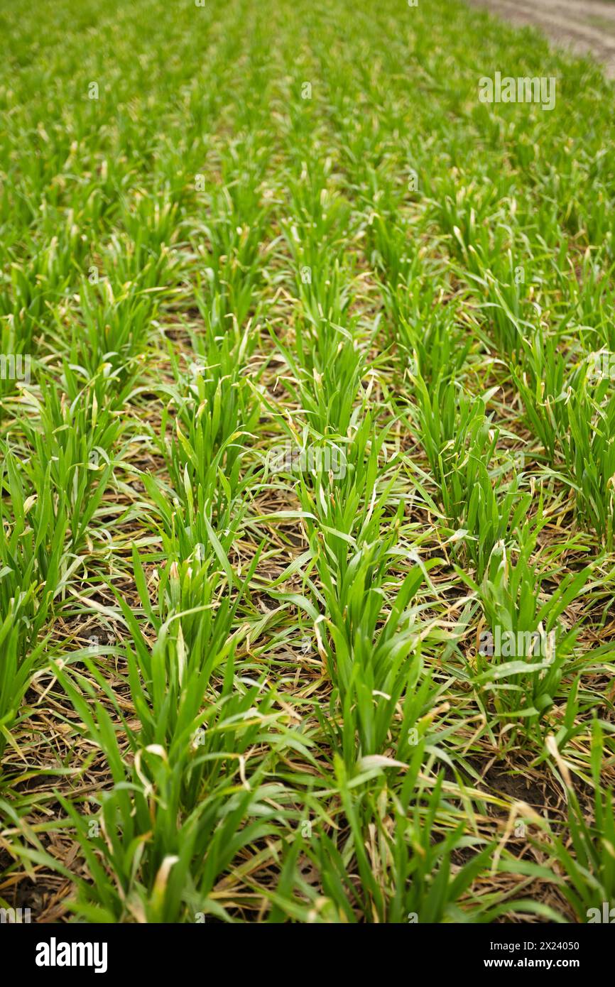 Lush vegetation of green terrestrial plants in the field Stock Photo ...