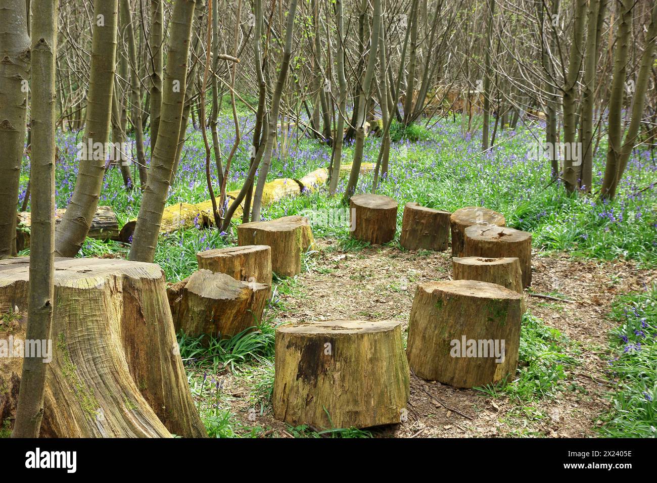 A circle of tree stumps in the middle of Trosley woods Stock Photo - Alamy