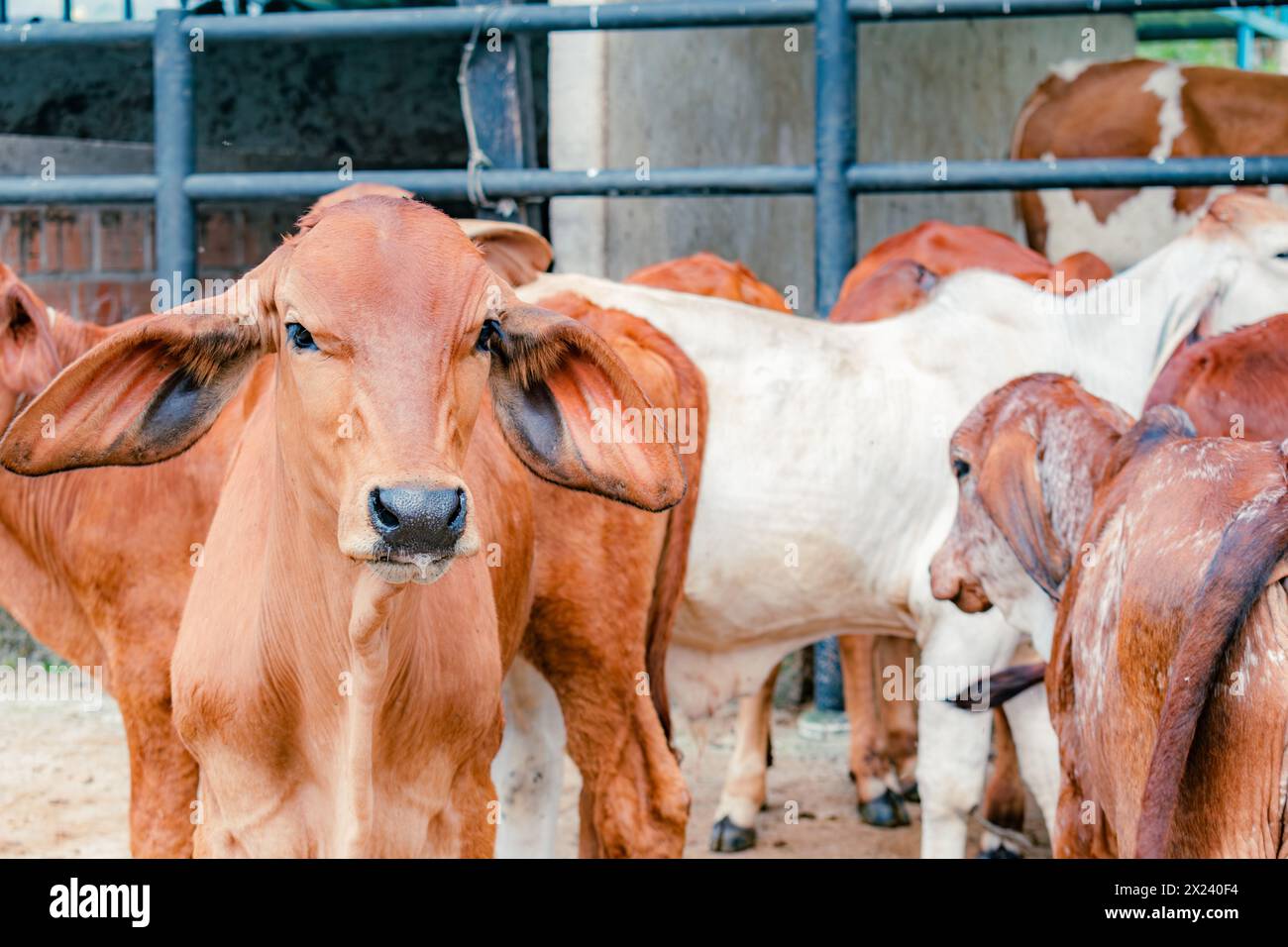 red brahman breed calf in close-up in the middle of the herd Stock ...