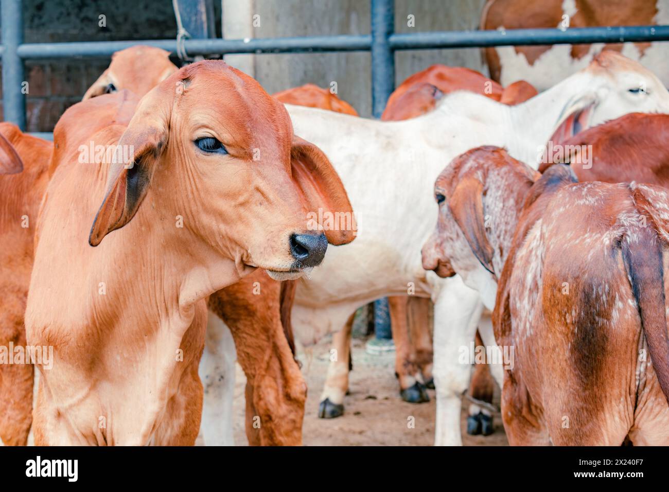 red brahman breed calf in close-up in the middle of the herd Stock ...