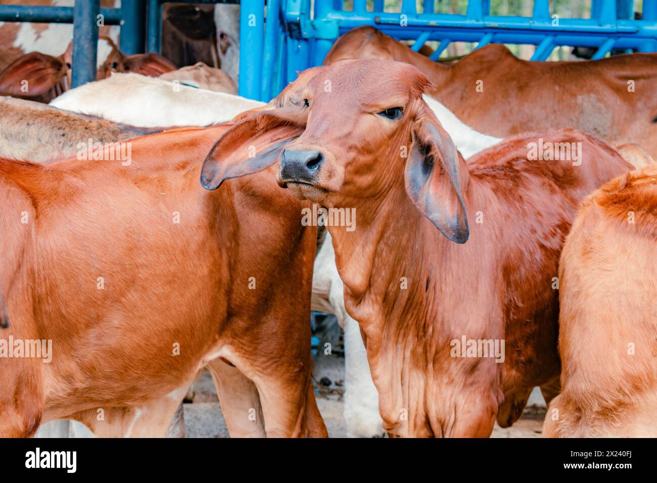 red brahman breed calf in close-up in the middle of the herd Stock ...