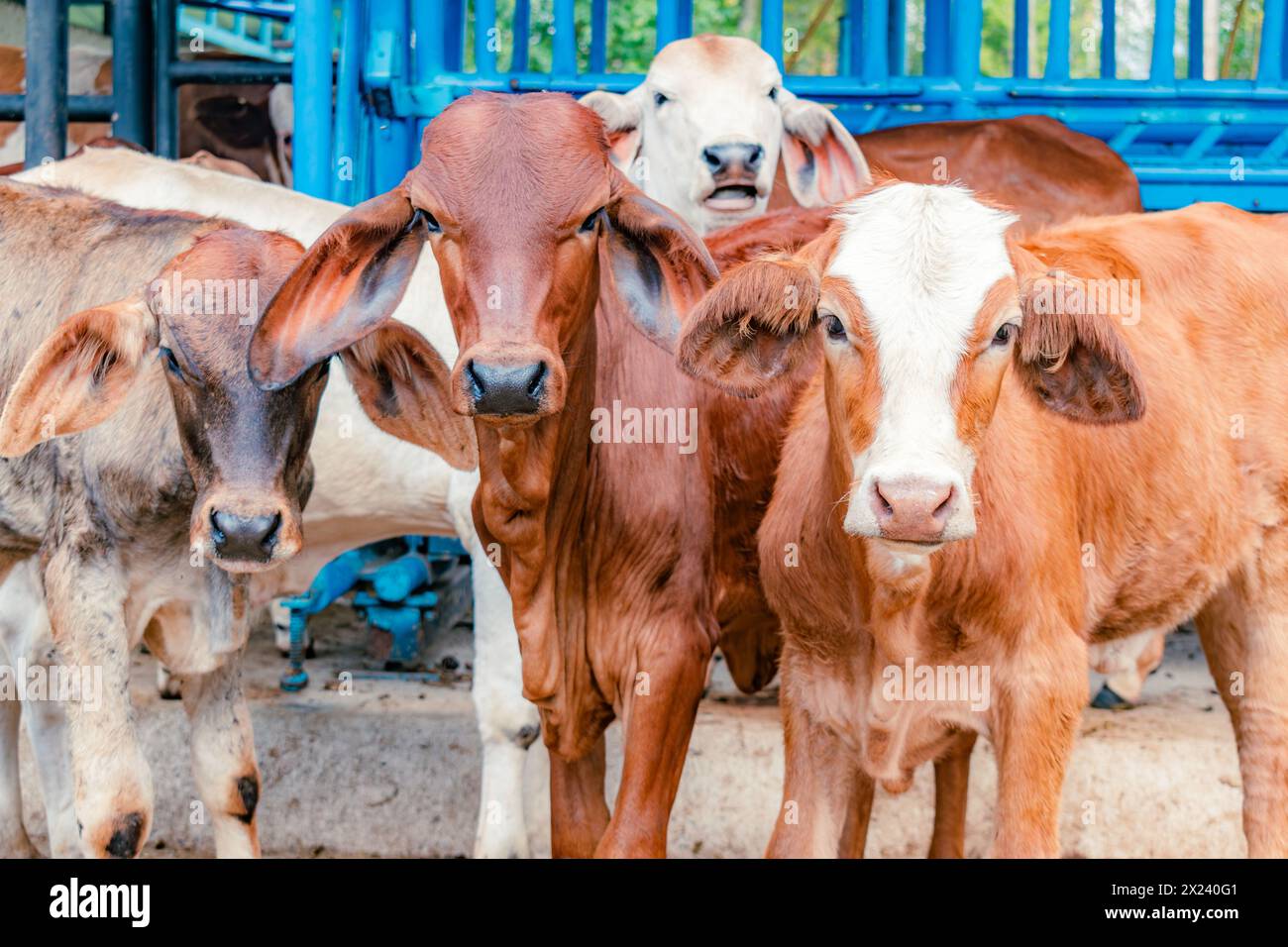 Brahman cattle australia hi-res stock photography and images - Alamy