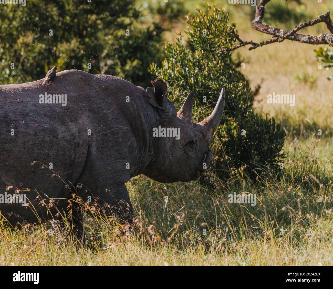 Robust black bird hi-res stock photography and images - Alamy