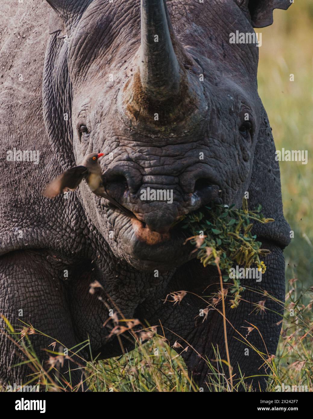 Black rhino with a bird companion in Ol Pejeta, Kenya Stock Photo - Alamy