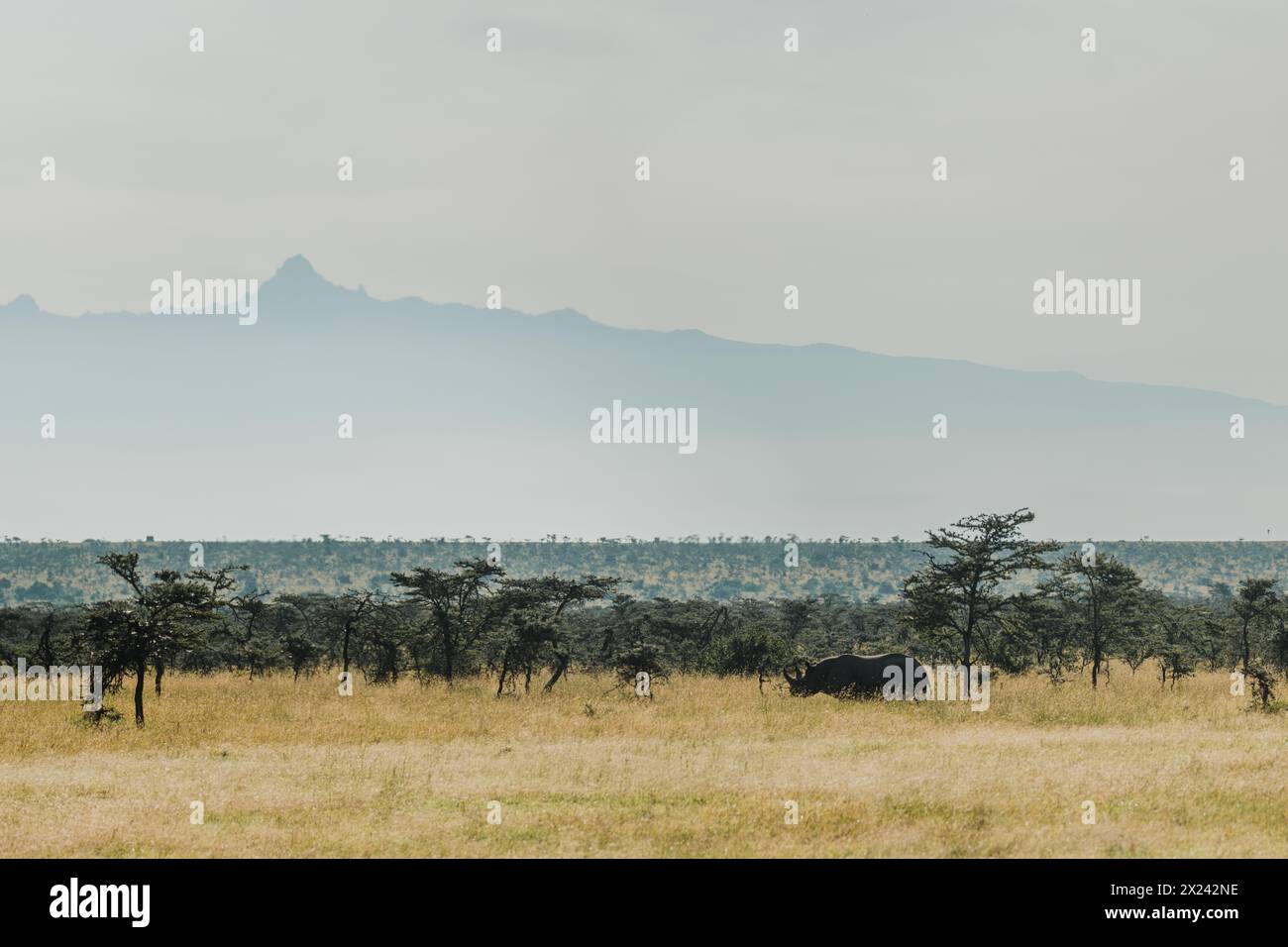 Black rhino grazing with Mount Kenya's silhouette in the distance Stock ...