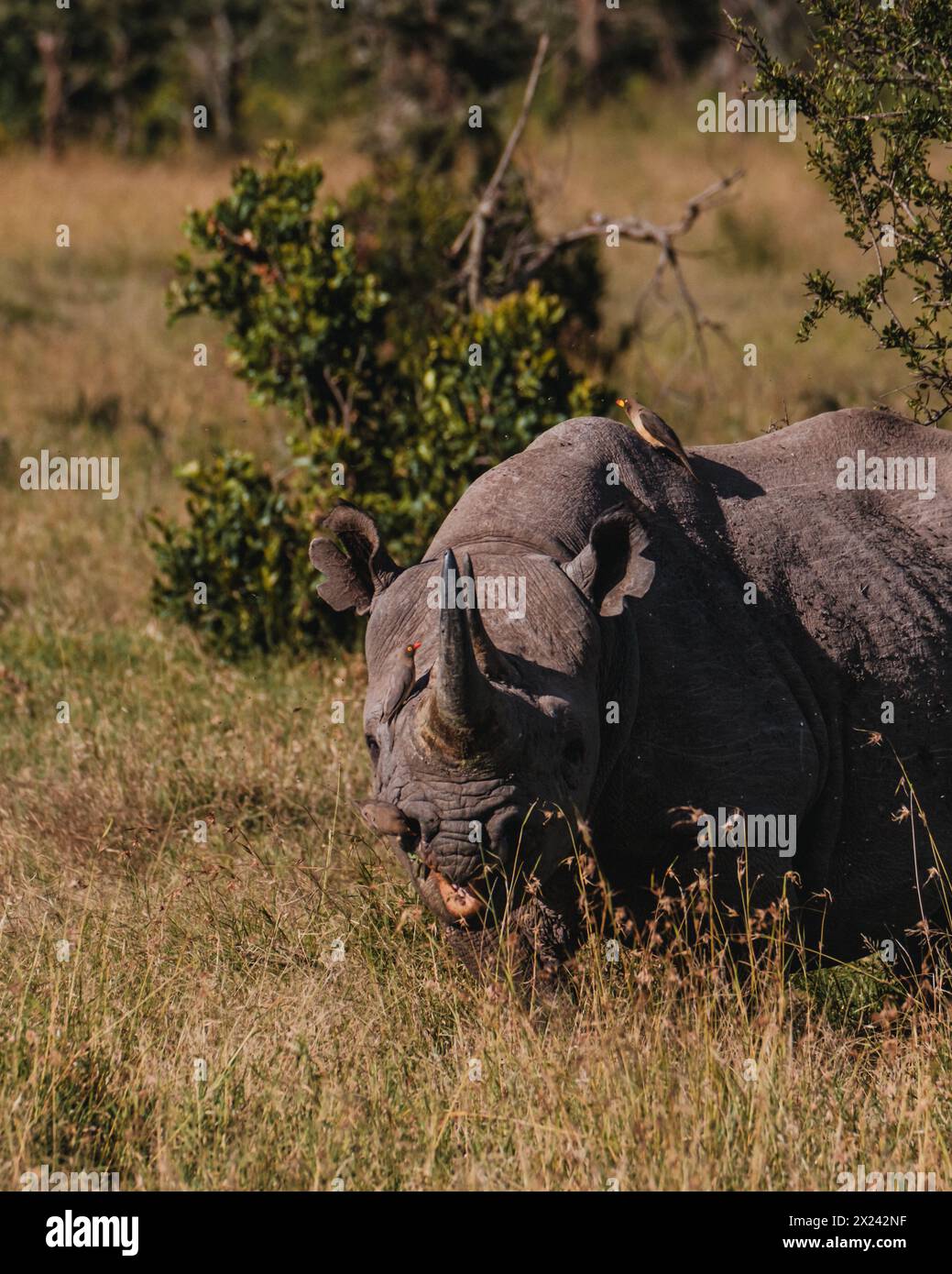 Black rhino with a bird companion in Ol Pejeta, Kenya Stock Photo - Alamy