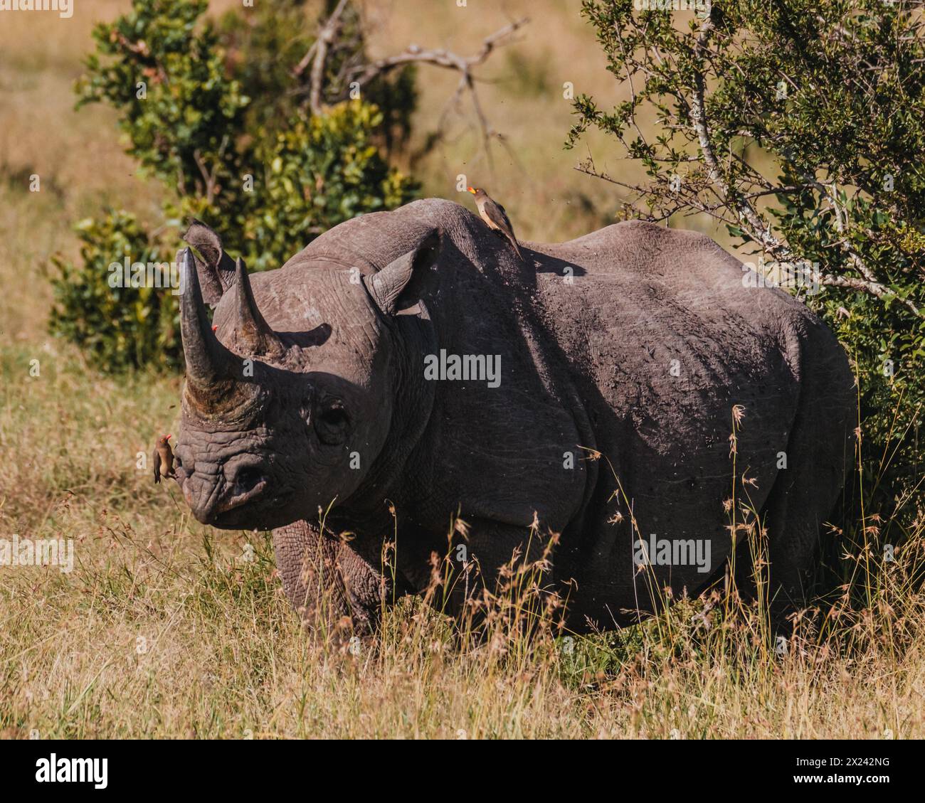 Black rhino with a bird companion in Ol Pejeta, Kenya Stock Photo - Alamy