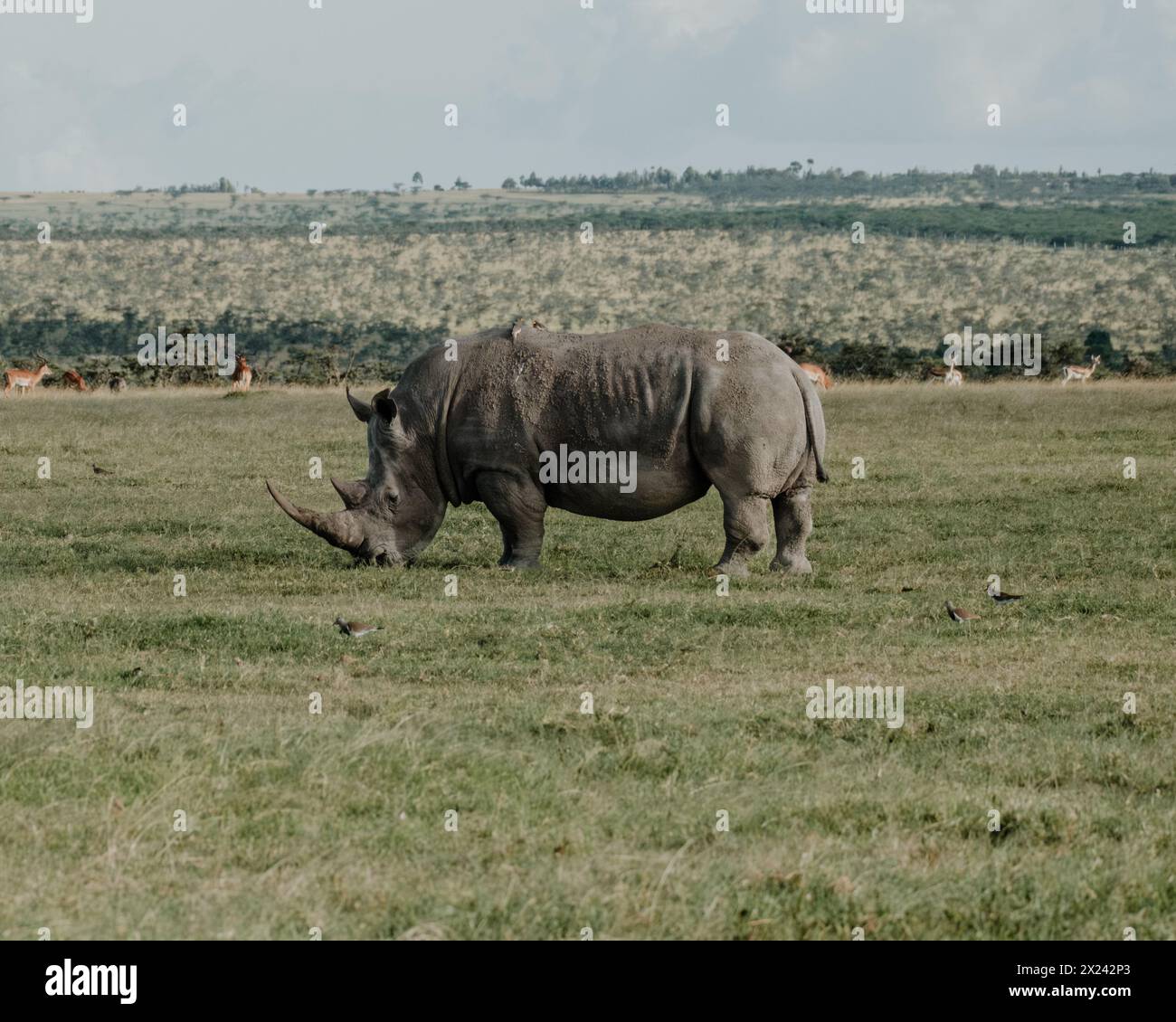 Ol pejeta rhino sanctuary hi-res stock photography and images - Alamy