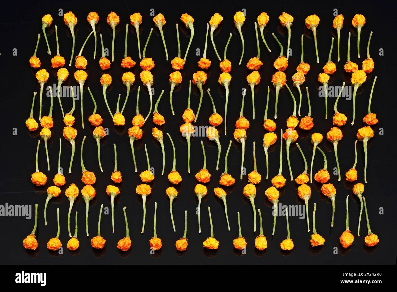 Charapita chilli (Inca pepper Stock Photo - Alamy