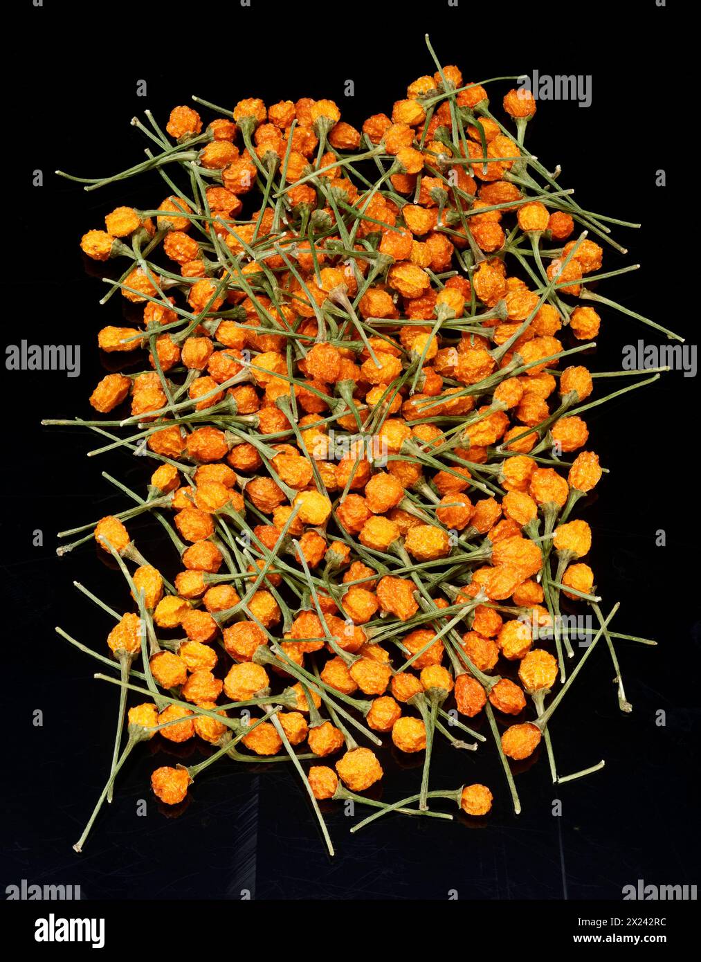 Charapita chilli (Inca pepper Stock Photo - Alamy