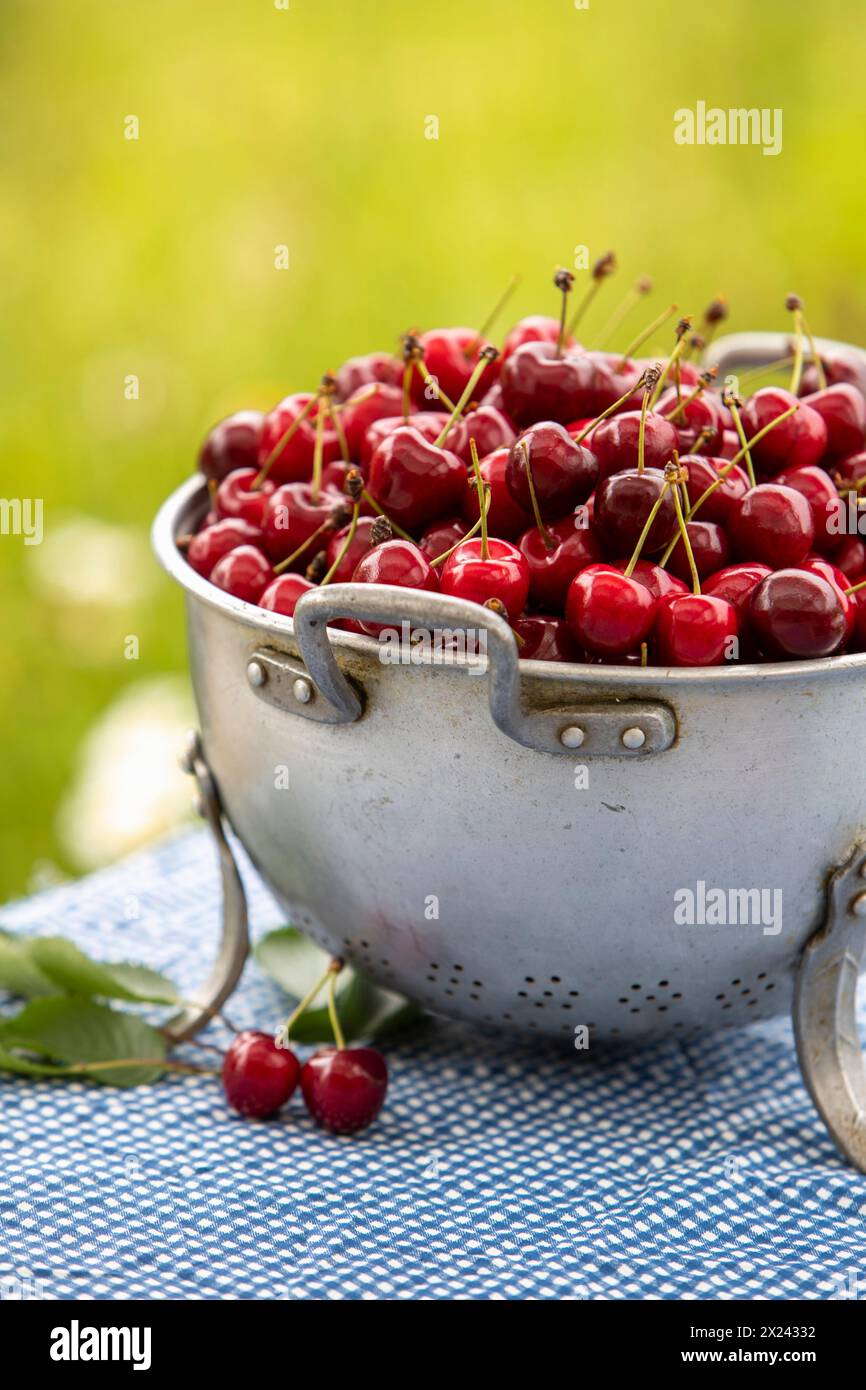 Red cherries in a metal sieve Stock Photo - Alamy